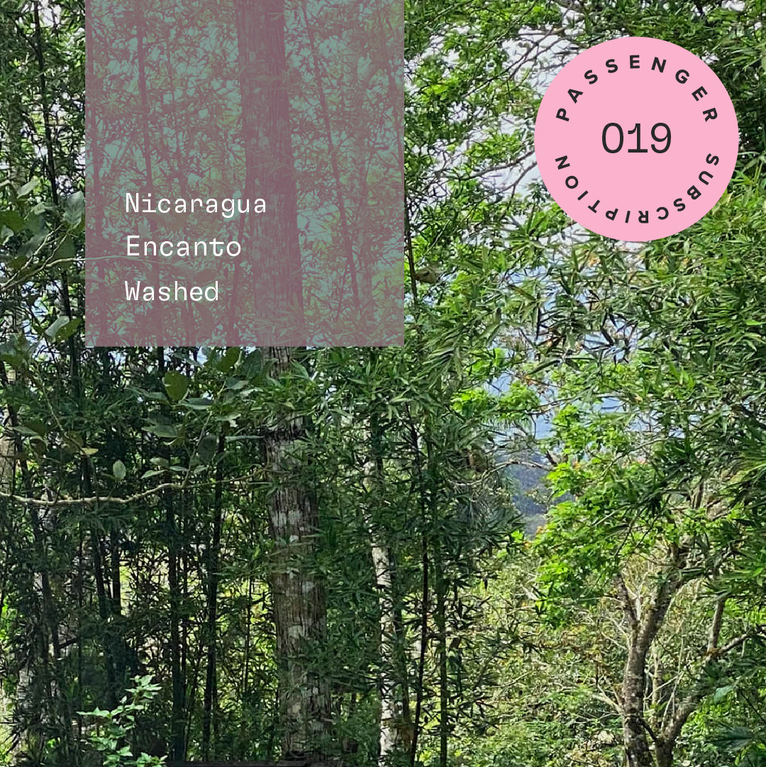 Encanto – Ozone Coffee NZ