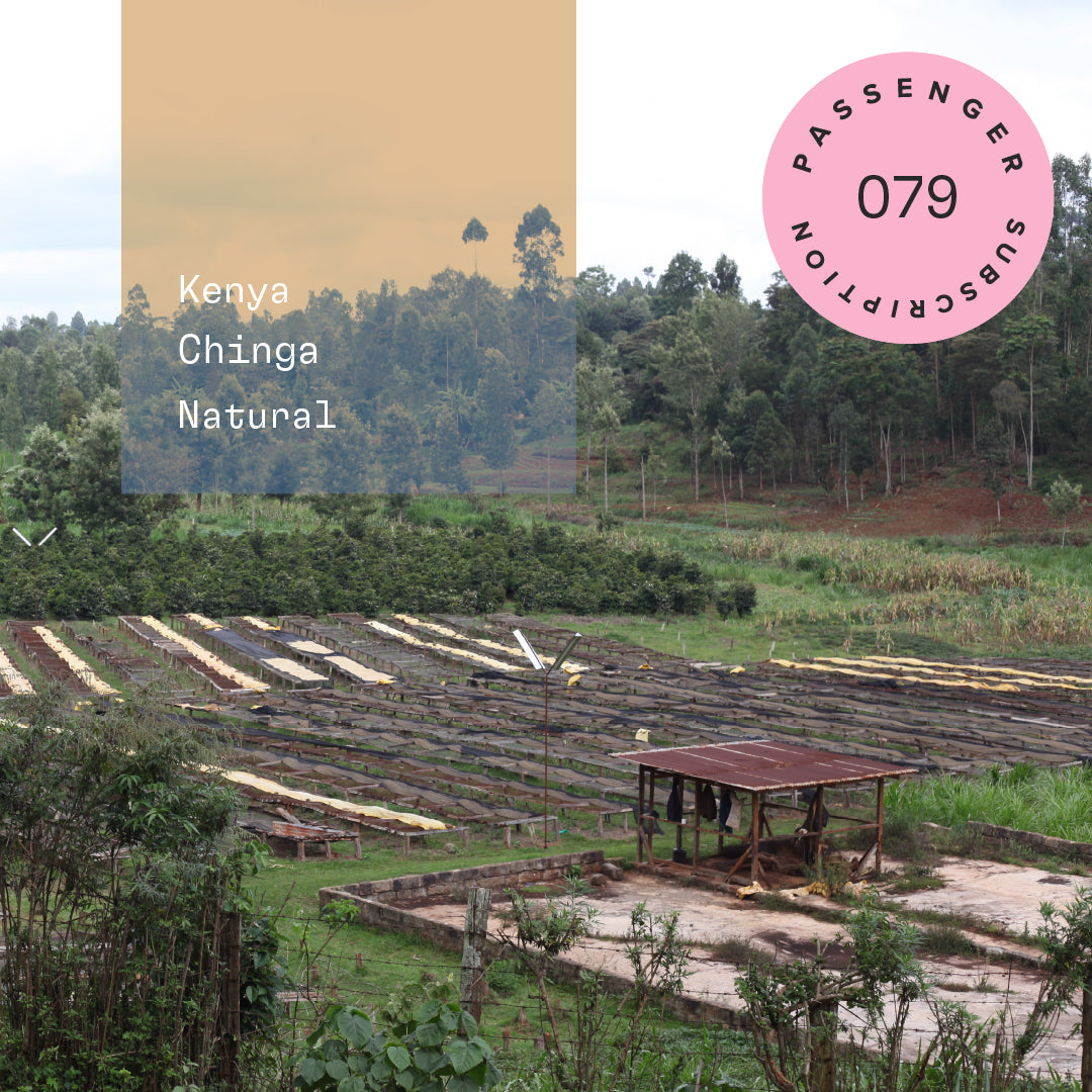 Othaya Chinga – Ozone Coffee NZ