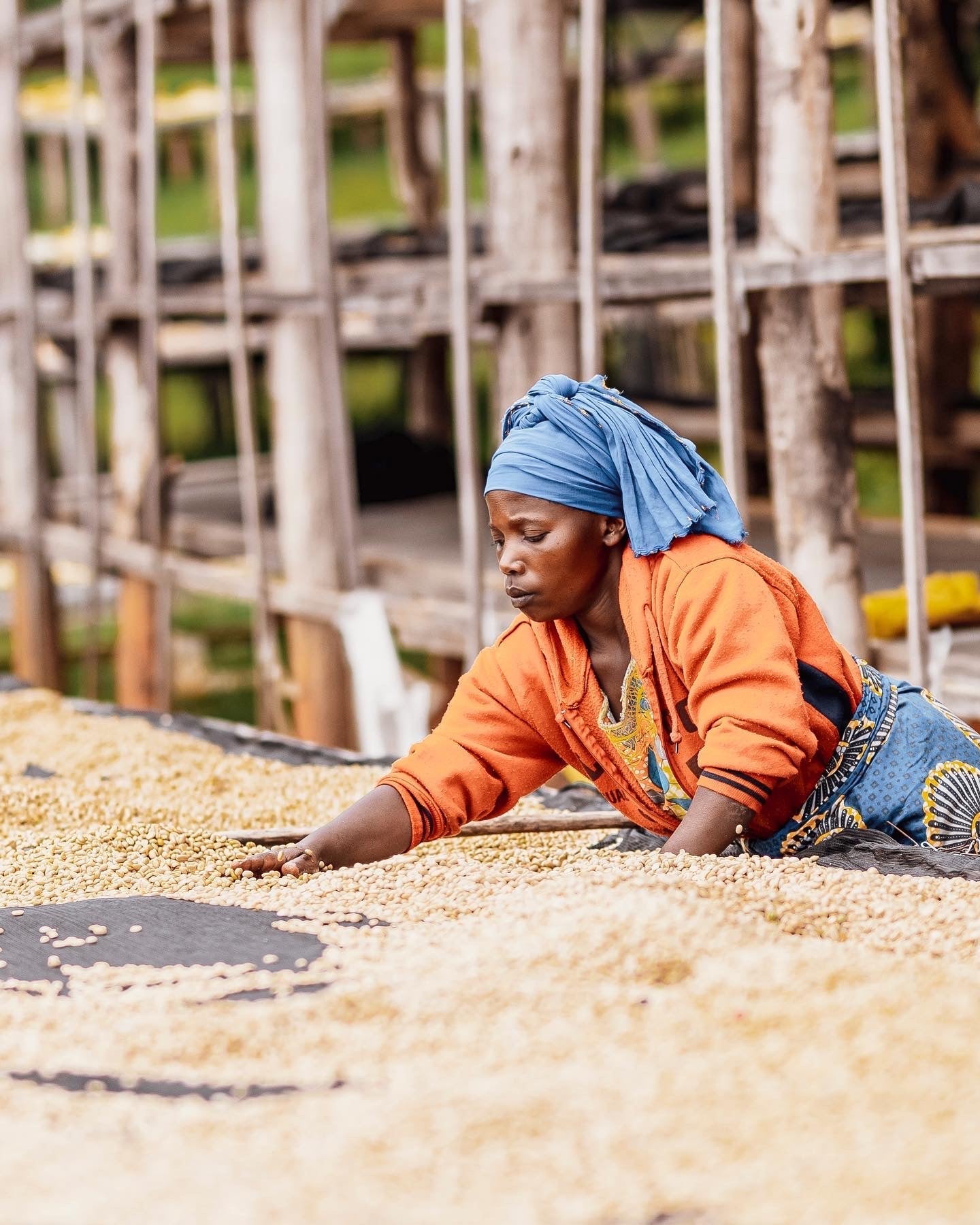 Rwanda Mahembe Murundo Washed – Ozone Coffee NZ