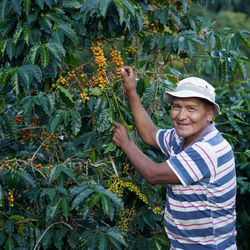 Bolivia Pedro Flores – Ozone Coffee NZ